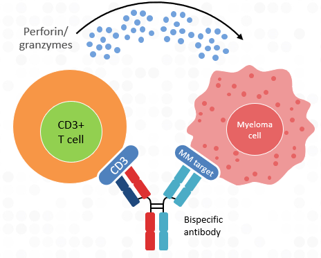 Breaking Down Bispecific Antibodies: A Conversation with Dr. Holly Lee ...